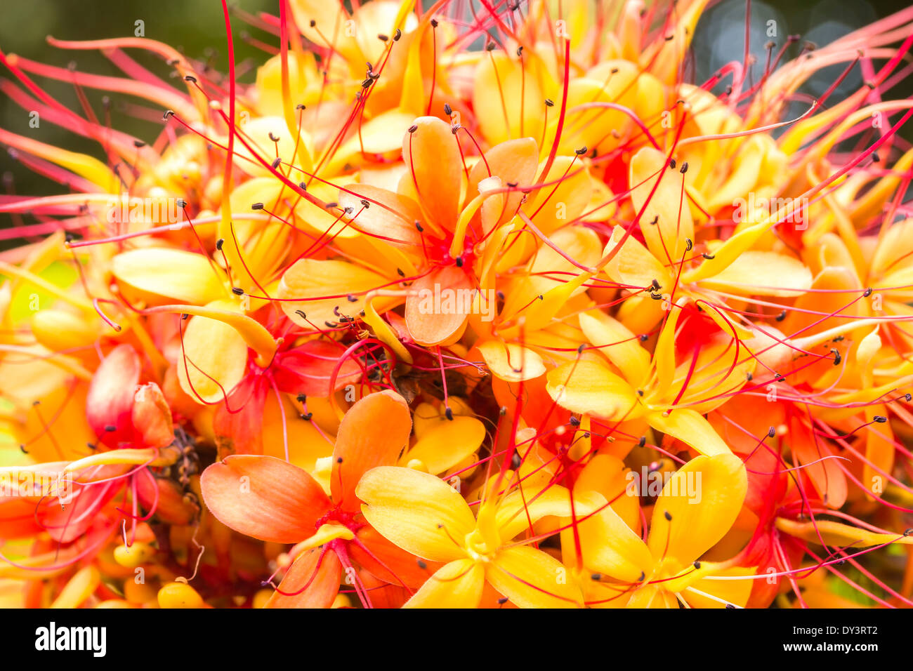 The colorful orange and yellow blooms of the tropical Sorrowless Tree ...