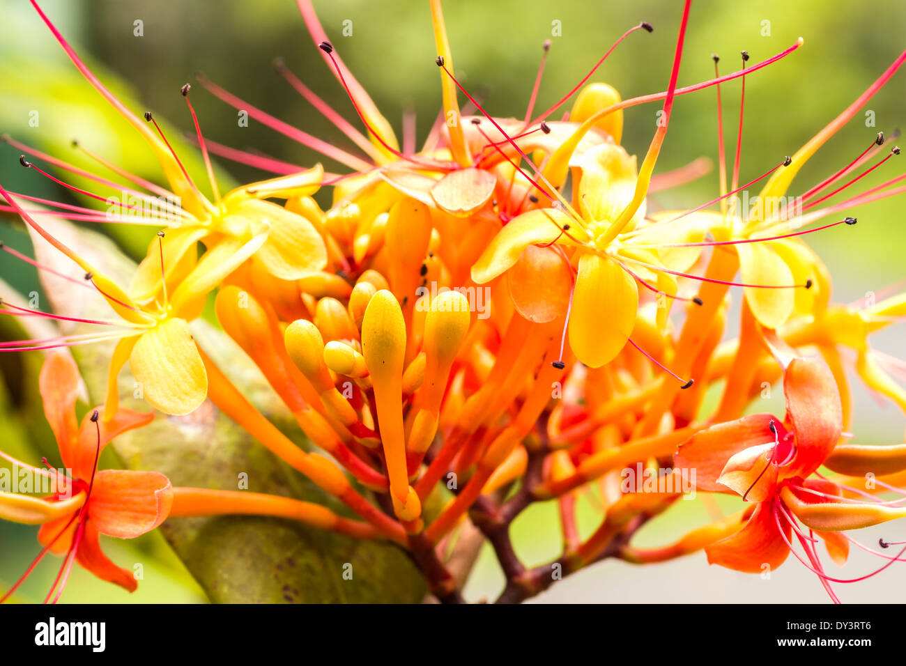 Ashoka saraca sorrowless tree red hi-res stock photography and images ...