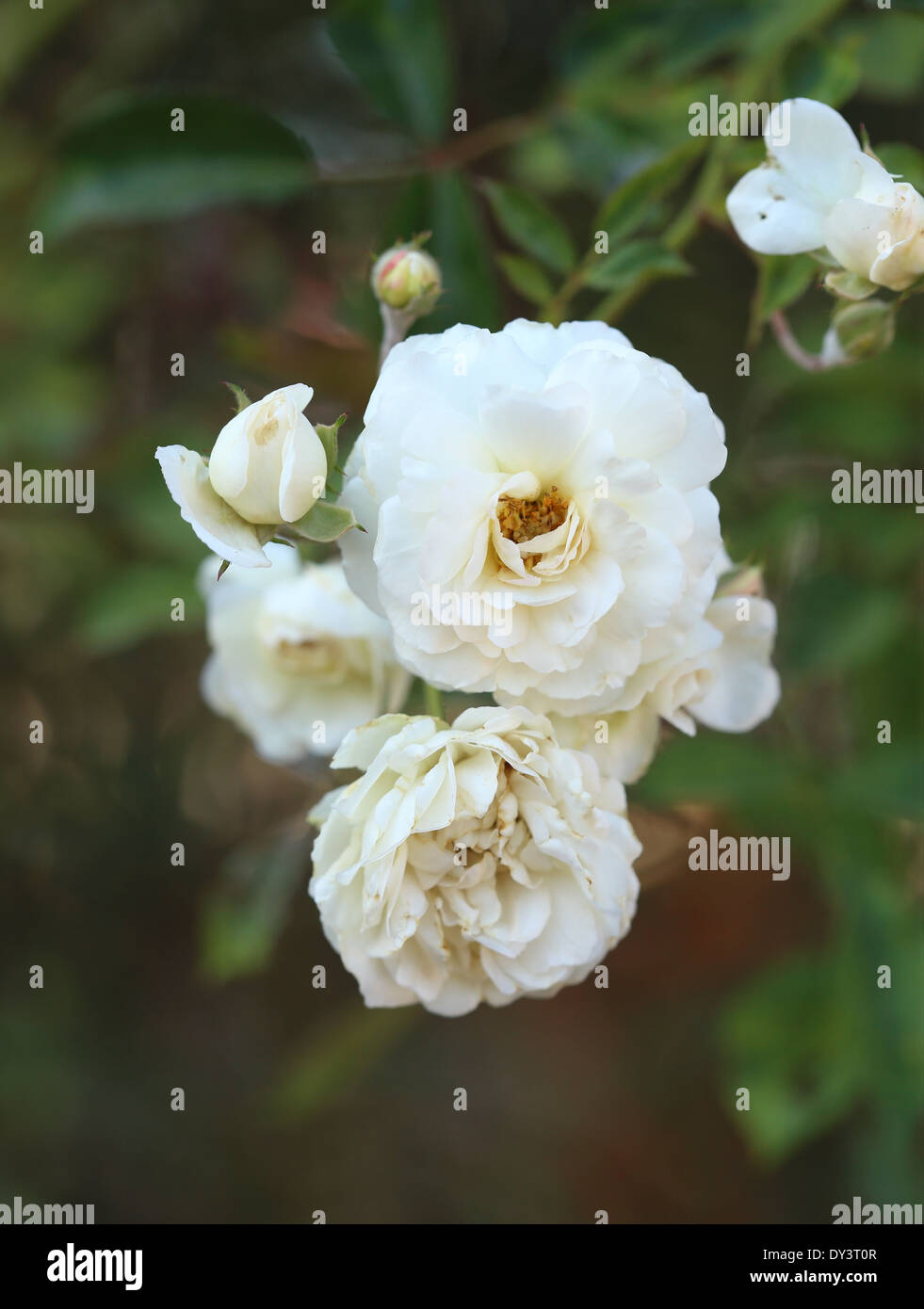 White jasmine flower hi-res stock photography and images - Alamy