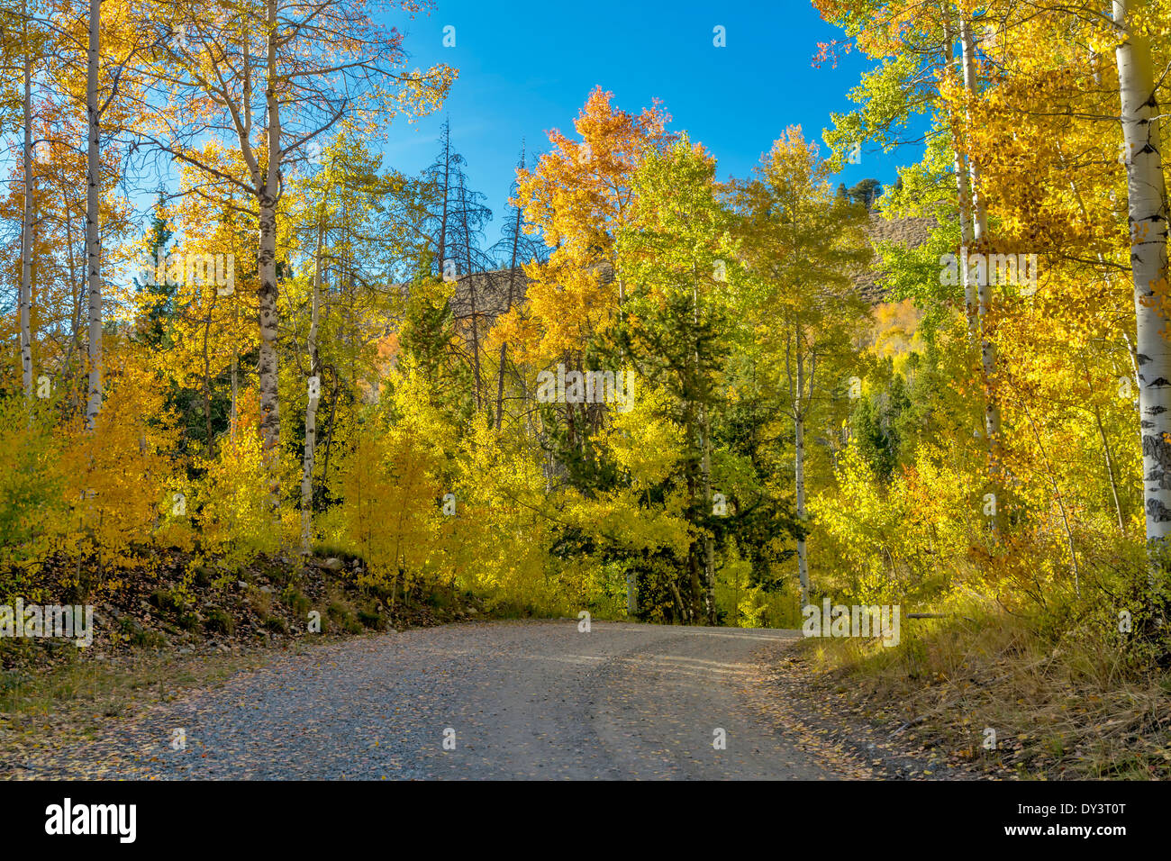 Autumn trees line a country dirt road Stock Photo - Alamy