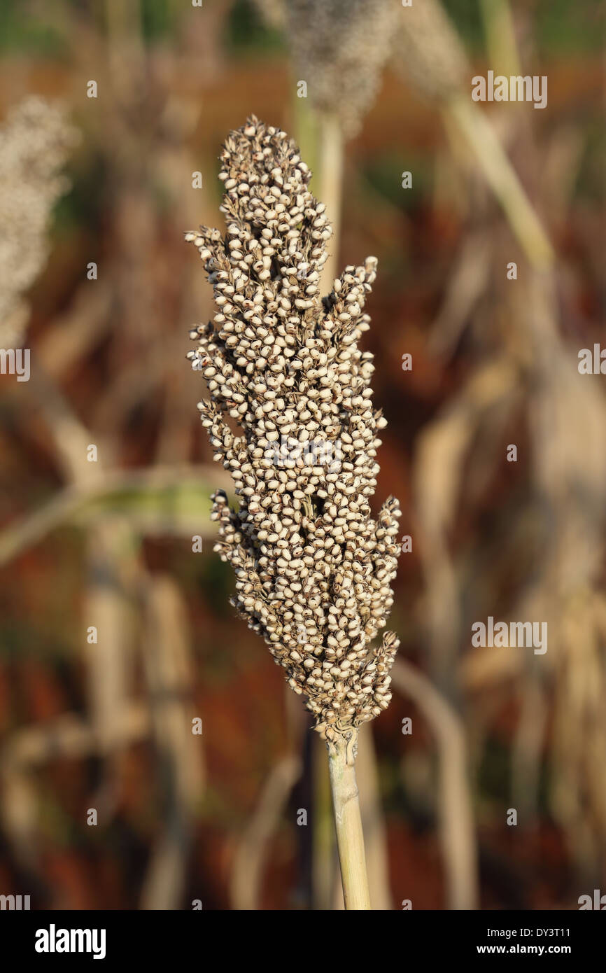 Sorghum flour hi-res stock photography and images - Alamy