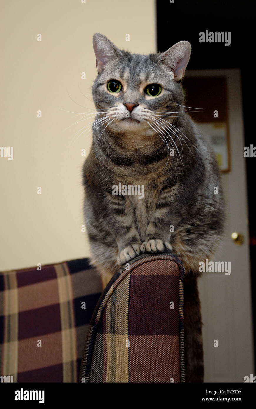 Cat perched hi-res stock photography and images - Alamy