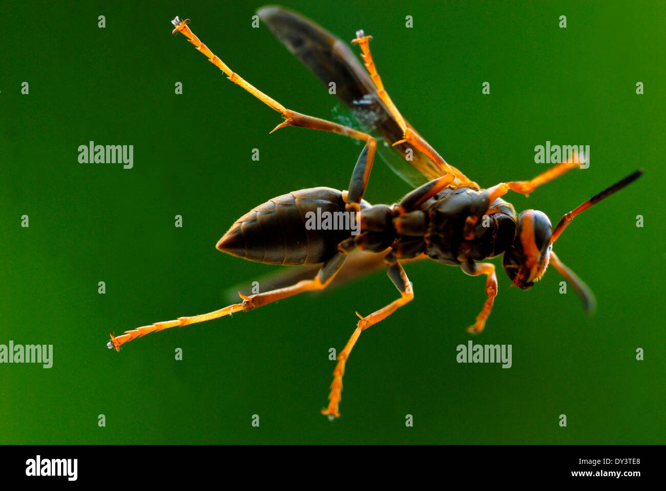 Wasp on window hi-res stock photography and images - Alamy