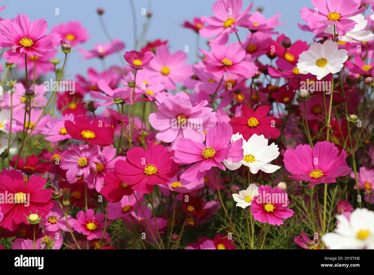 beautiful cosmos flower in field Stock Photo - Alamy