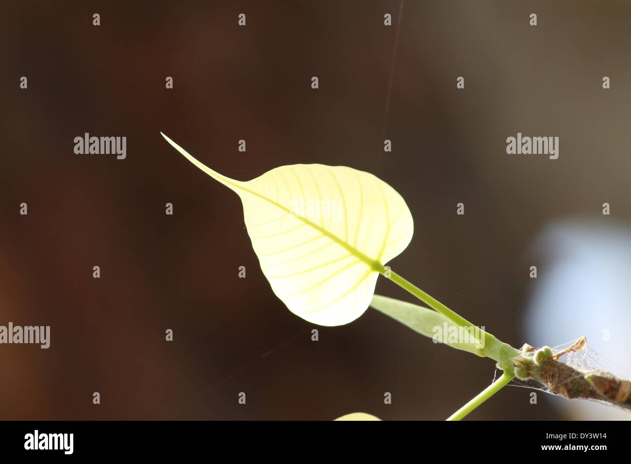 Danapur, Patna, Bihar, India, 05th April 2014. New leaf for Ashwatha ...