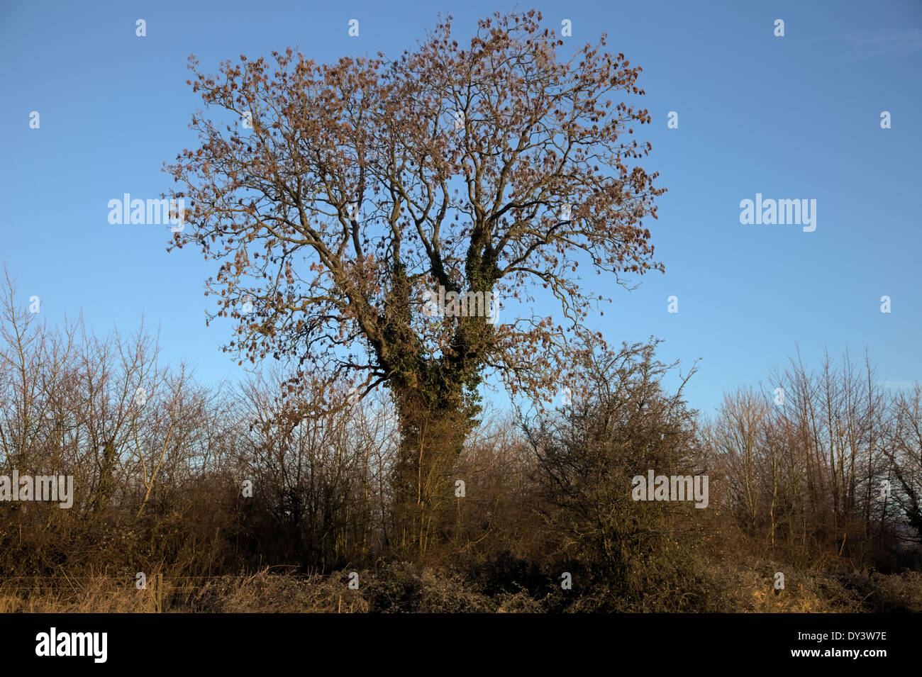 Frazinus excelsior - Common Ash in winter with Hedera helix - Ivy ...