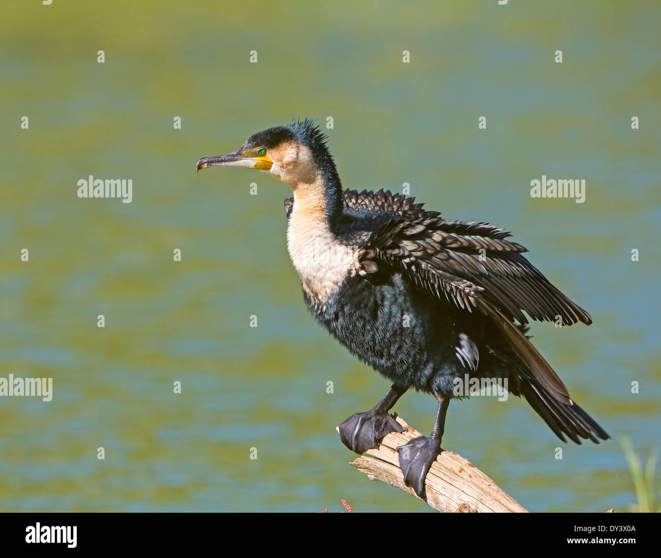 cormarant fluffing feathers Stock Photo - Alamy