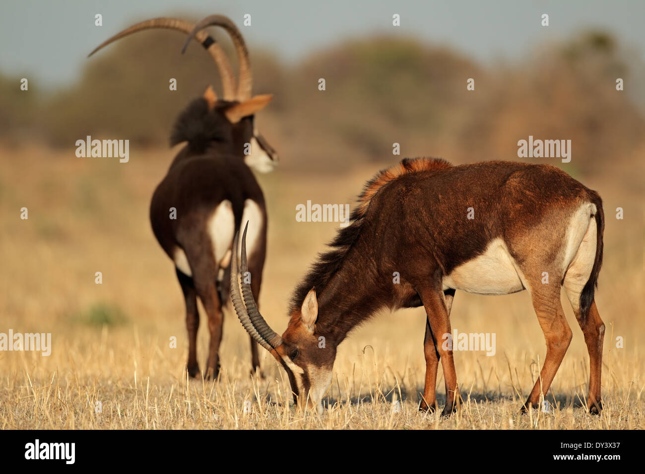 Pair of sable antelopes (Hippotragus niger), South Africa Stock Photo ...