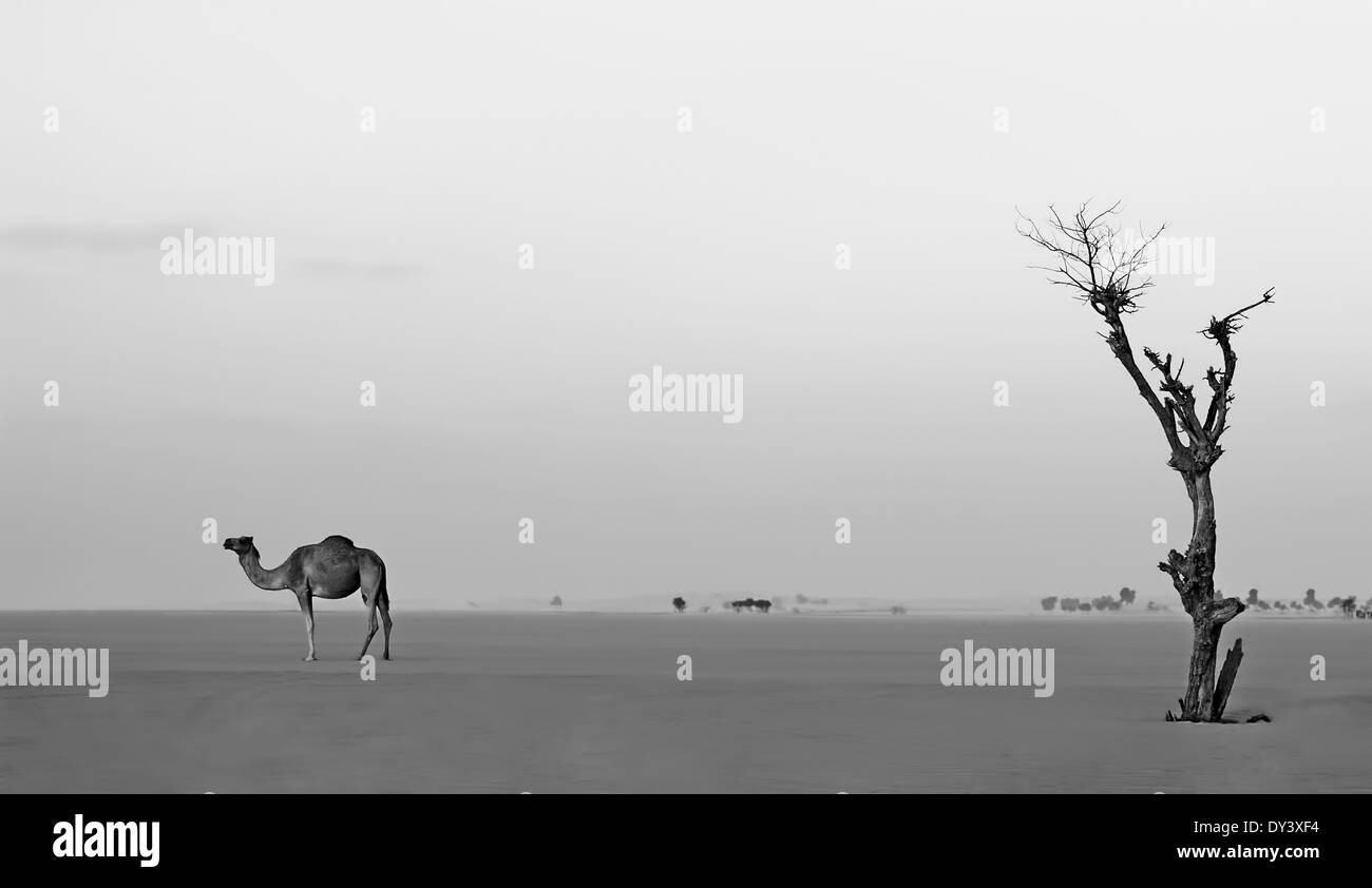 Lonely camel and tree in Dubai desert Stock Photo - Alamy
