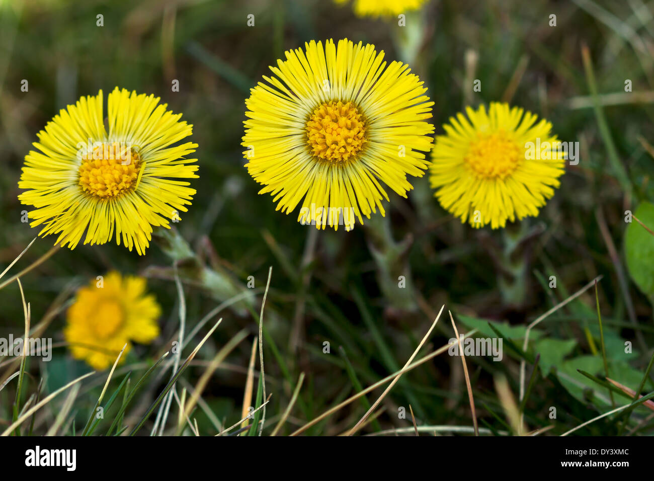 Coltsfoot Medical First Flower on Spring - Latin Name Tussilago Farfara ...