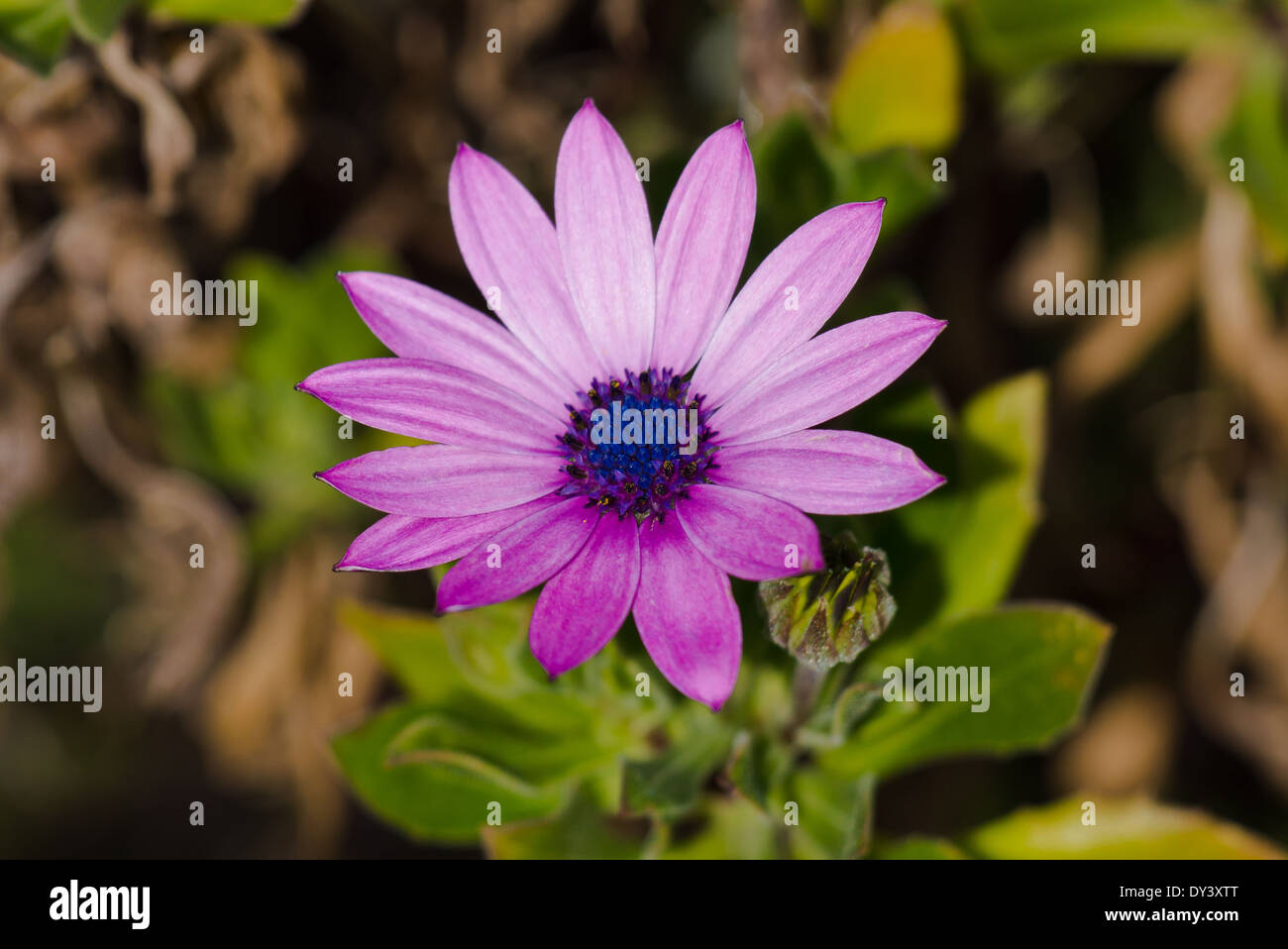Purple daisy hi-res stock photography and images - Alamy