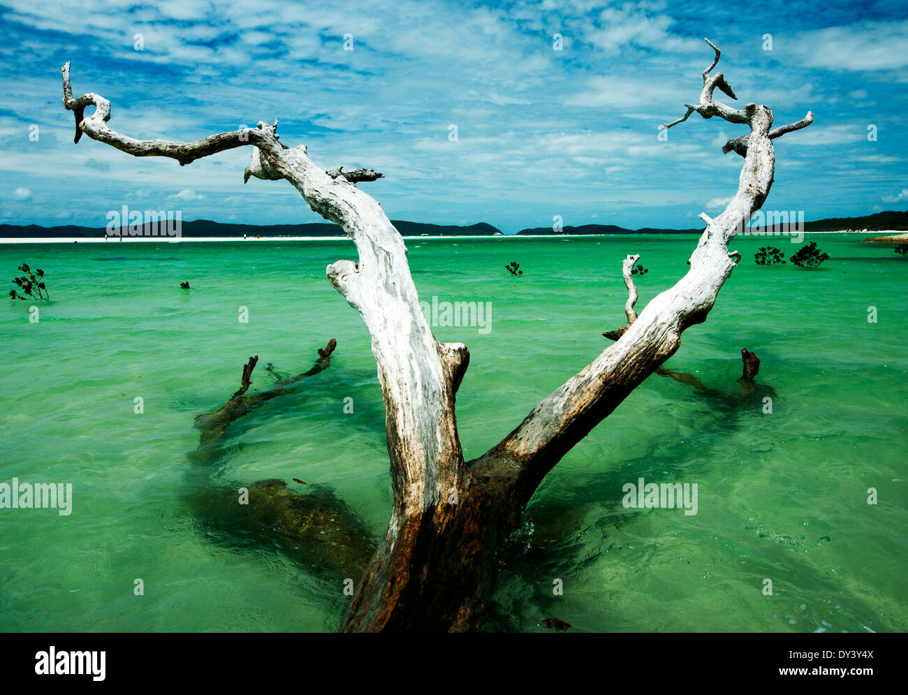 Dead tree in the water Stock Photo - Alamy
