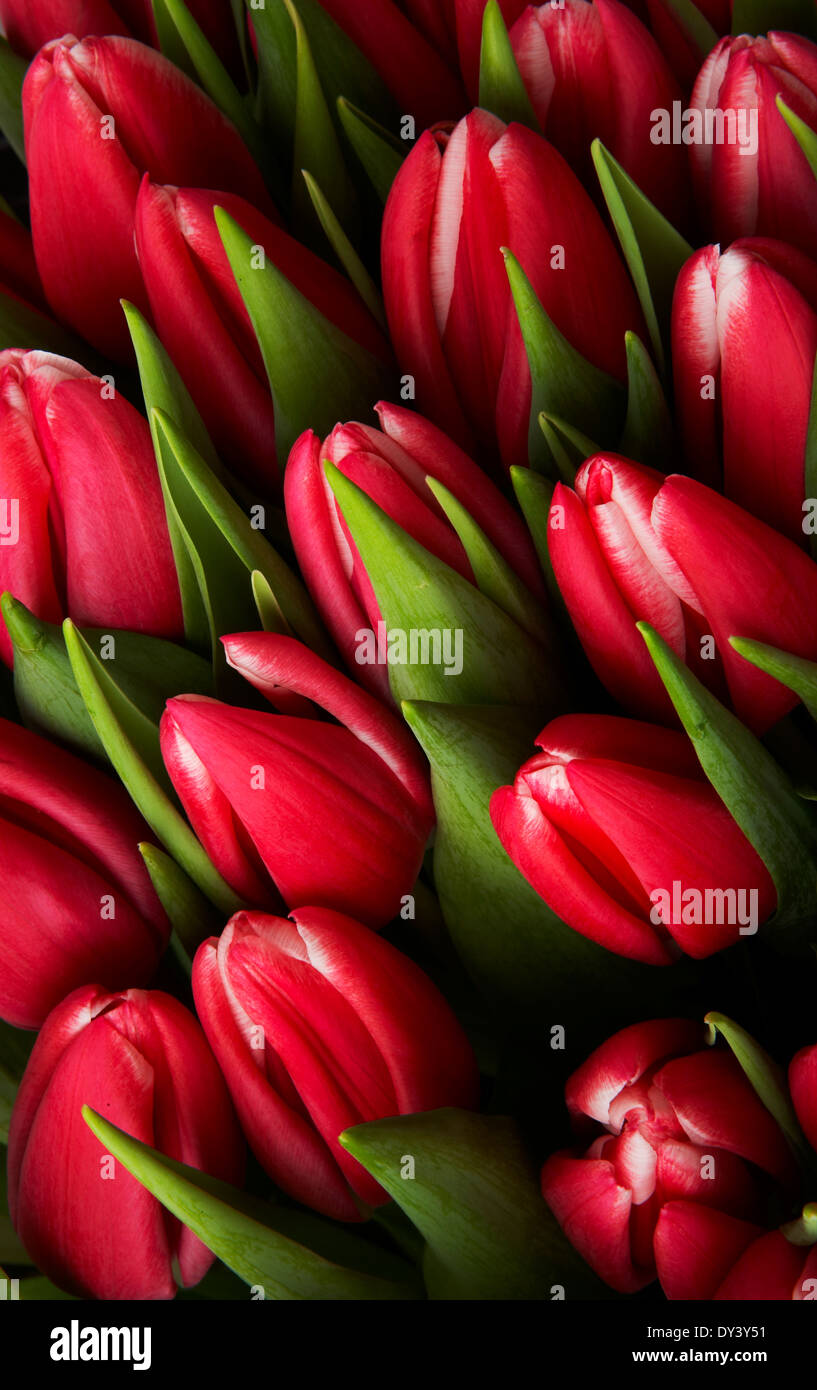 Red tulips hi-res stock photography and images - Alamy