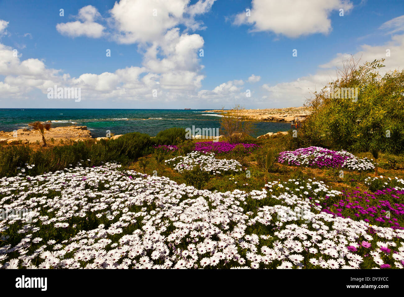 Seaside landscape with white and pink flowers on the island of Cyprus ...