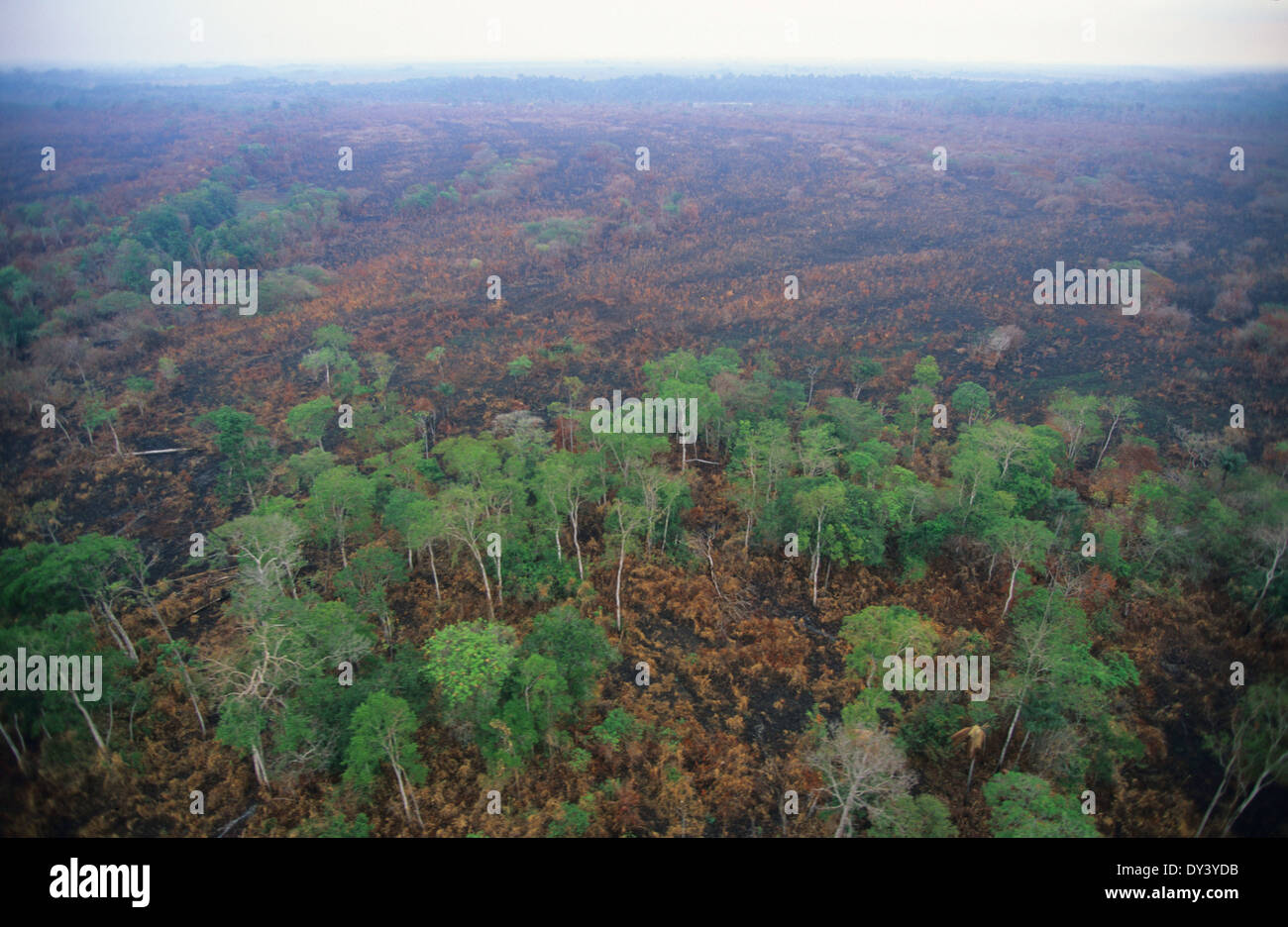 Amazon rainforest fires aerial hi-res stock photography and images - Alamy