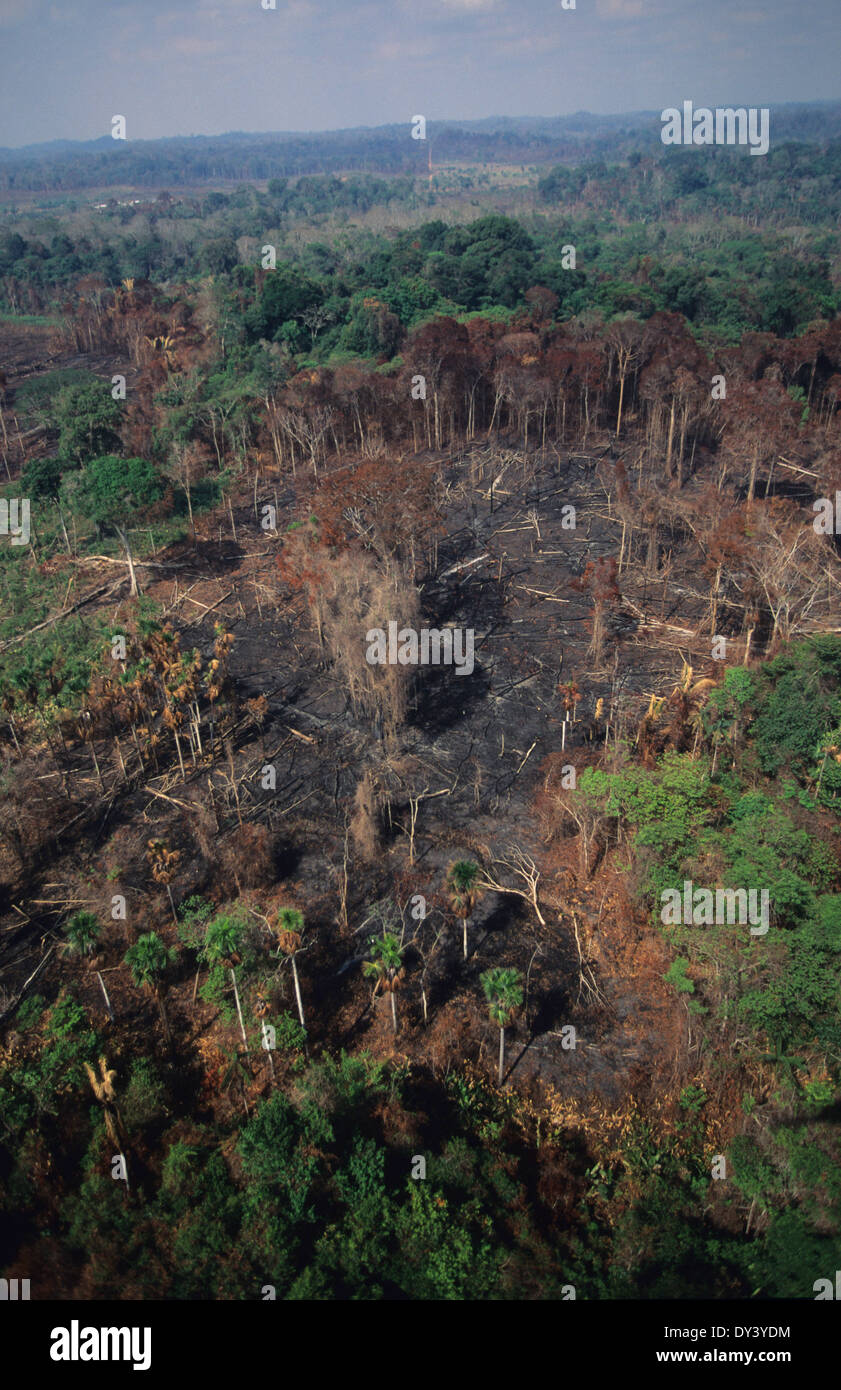 Aerial photos of rainforest habitat, forest fires, slash and burn ...