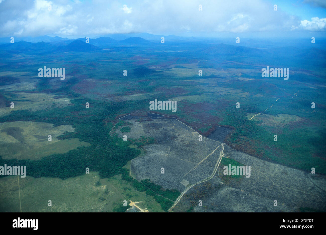 Agriculture and rural development encroaching on primary rainforest ...