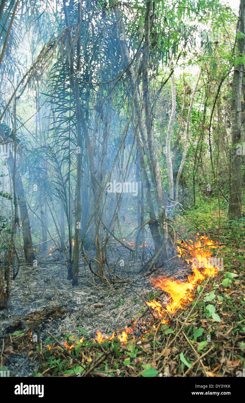 Forest fires during the dry season, Amazon rainforest, Brazil, South ...
