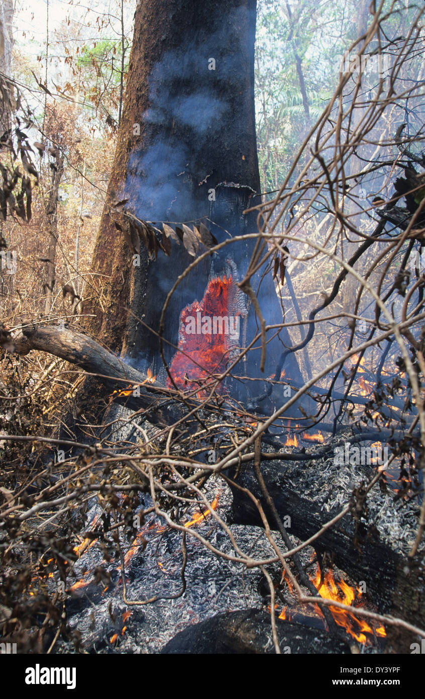 Forest fires during the dry season, Amazon rainforest, Brazil, South ...