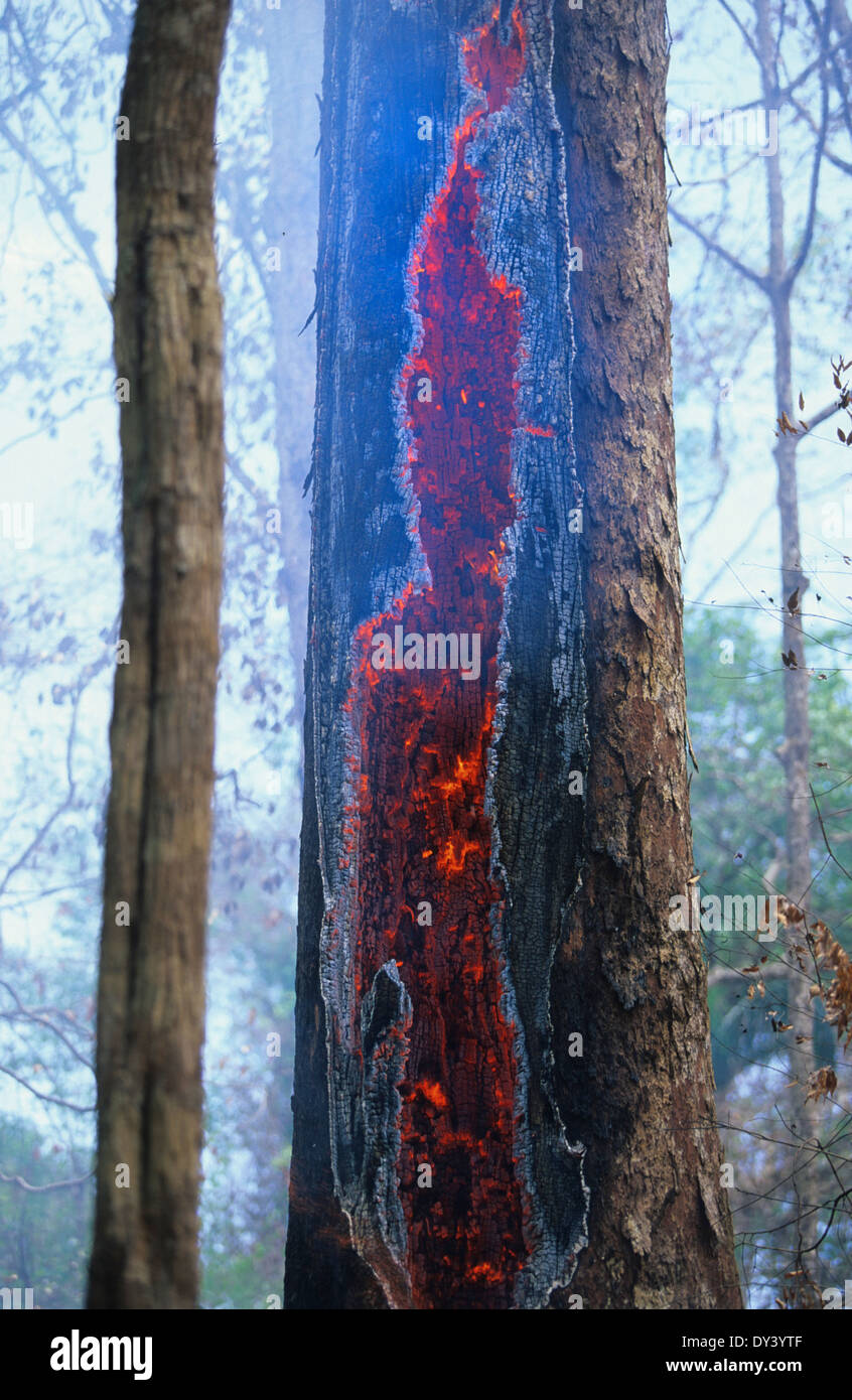 Forest fires in primary rainforest, caused by the dry season and ...