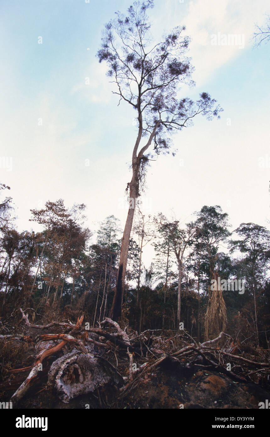 Forest fires in primary rainforest, caused by the dry season and ...