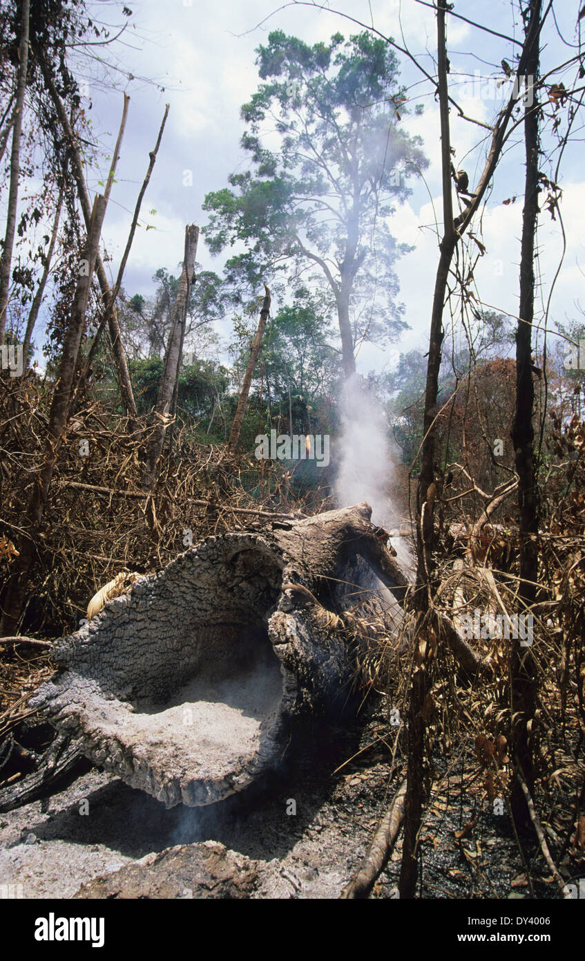 Forest fires in primary rainforest, caused by the dry season and ...