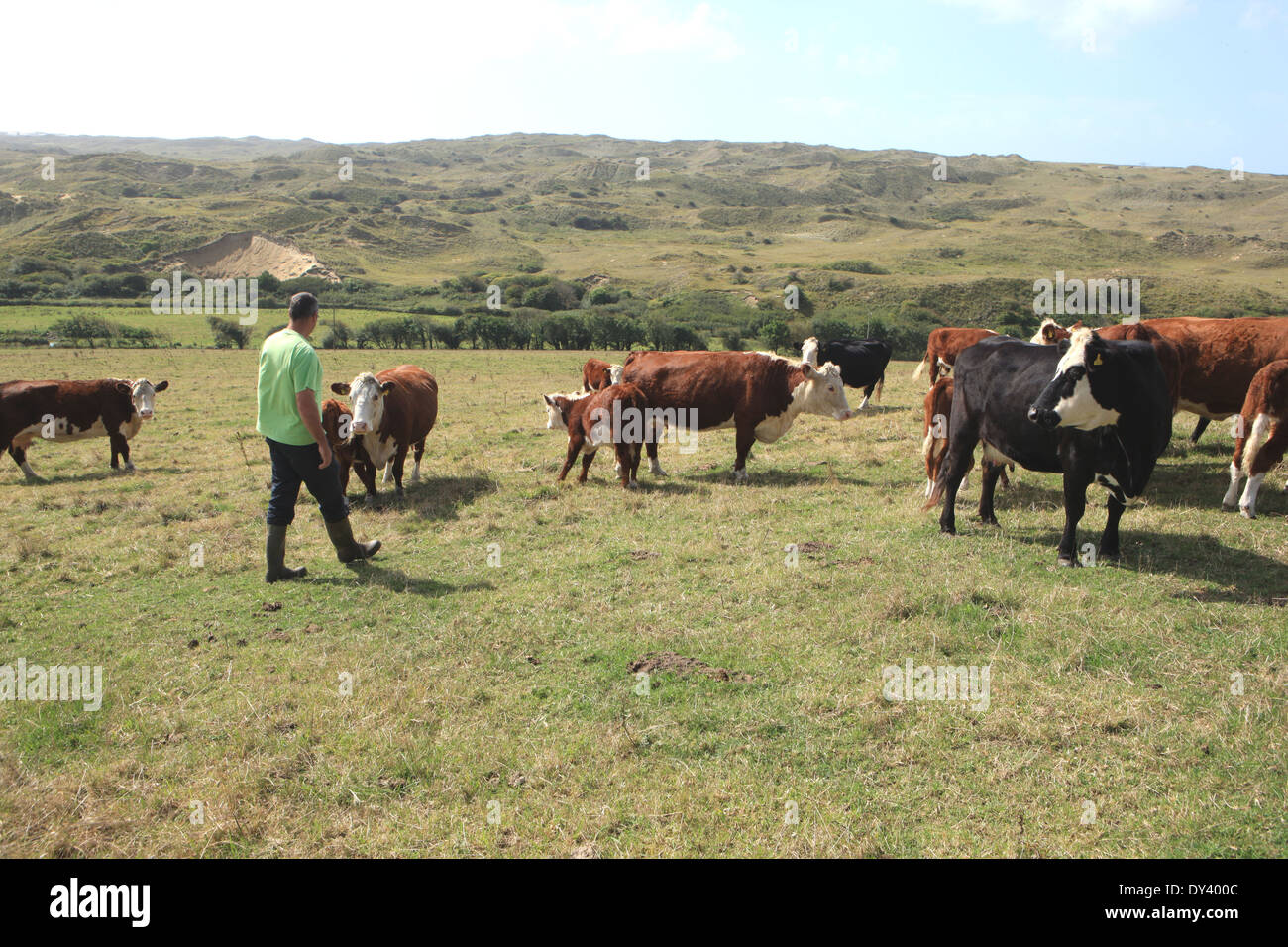 Livestock grass field crops hi-res stock photography and images - Alamy