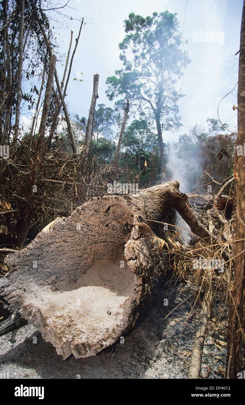 Forest fires in primary rainforest, caused by the dry season and ...