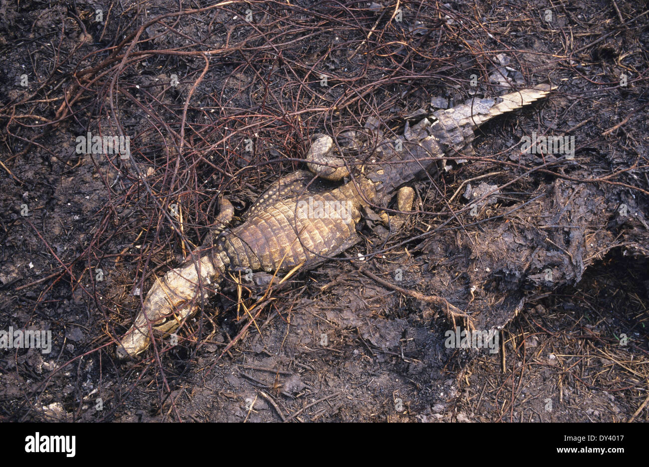Dead crocodile, forest fires in primary rainforest, caused by the dry ...