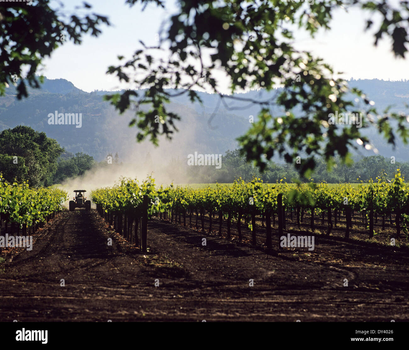 Grape farm in Napa Valley in California, USA Stock Photo - Alamy