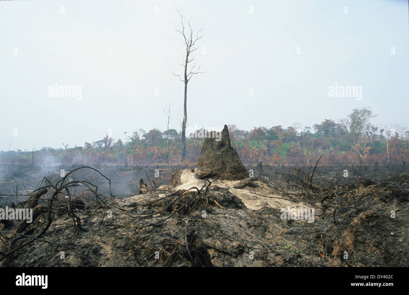 Forest fires in primary rainforest, caused by the dry season and ...