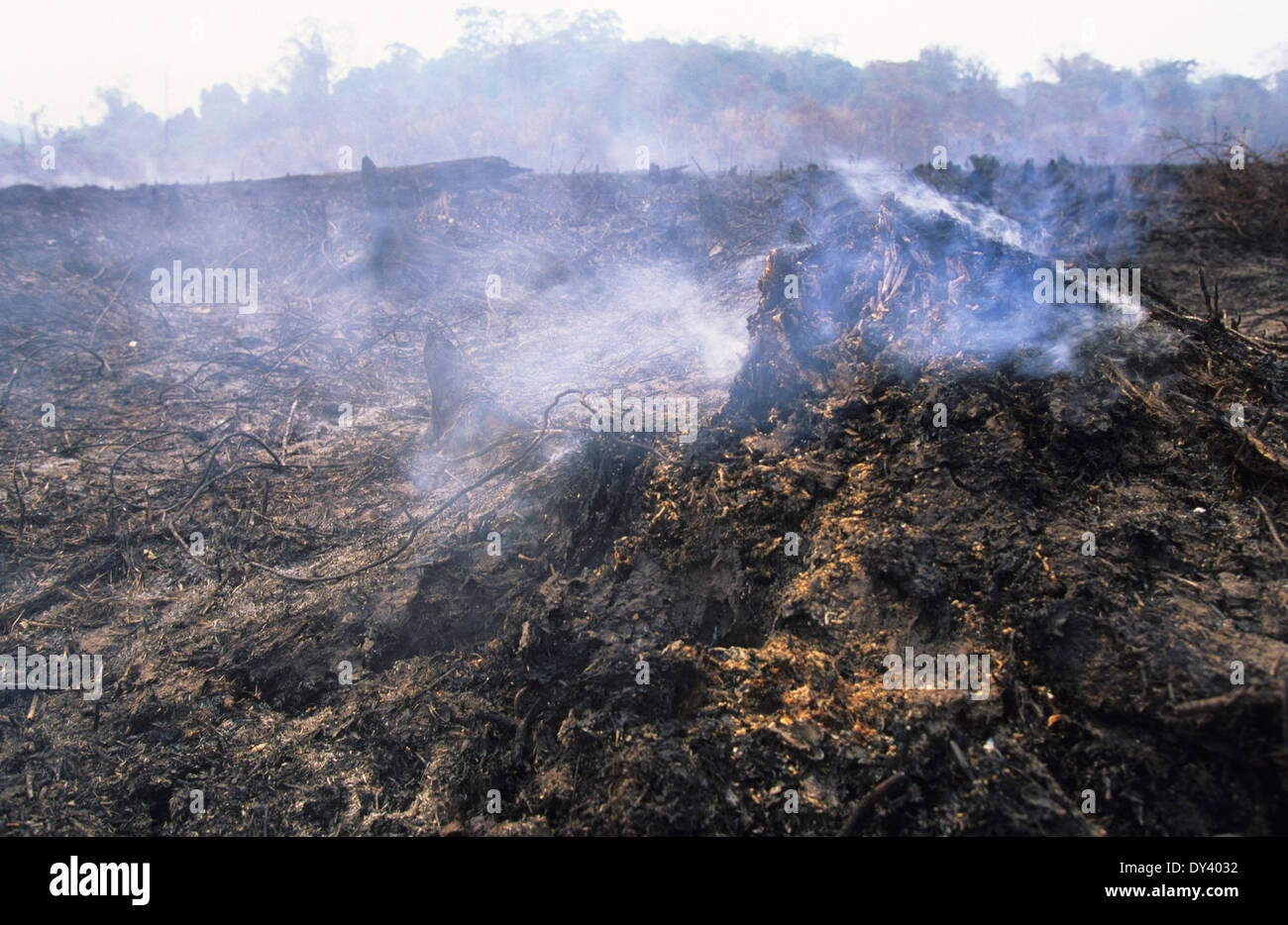 Forest fires in primary rainforest, caused by the dry season and ...