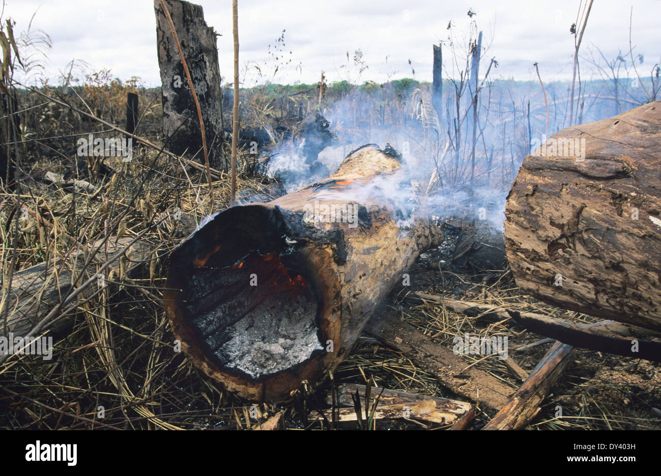Forest fires in primary rainforest, caused by the dry season and ...