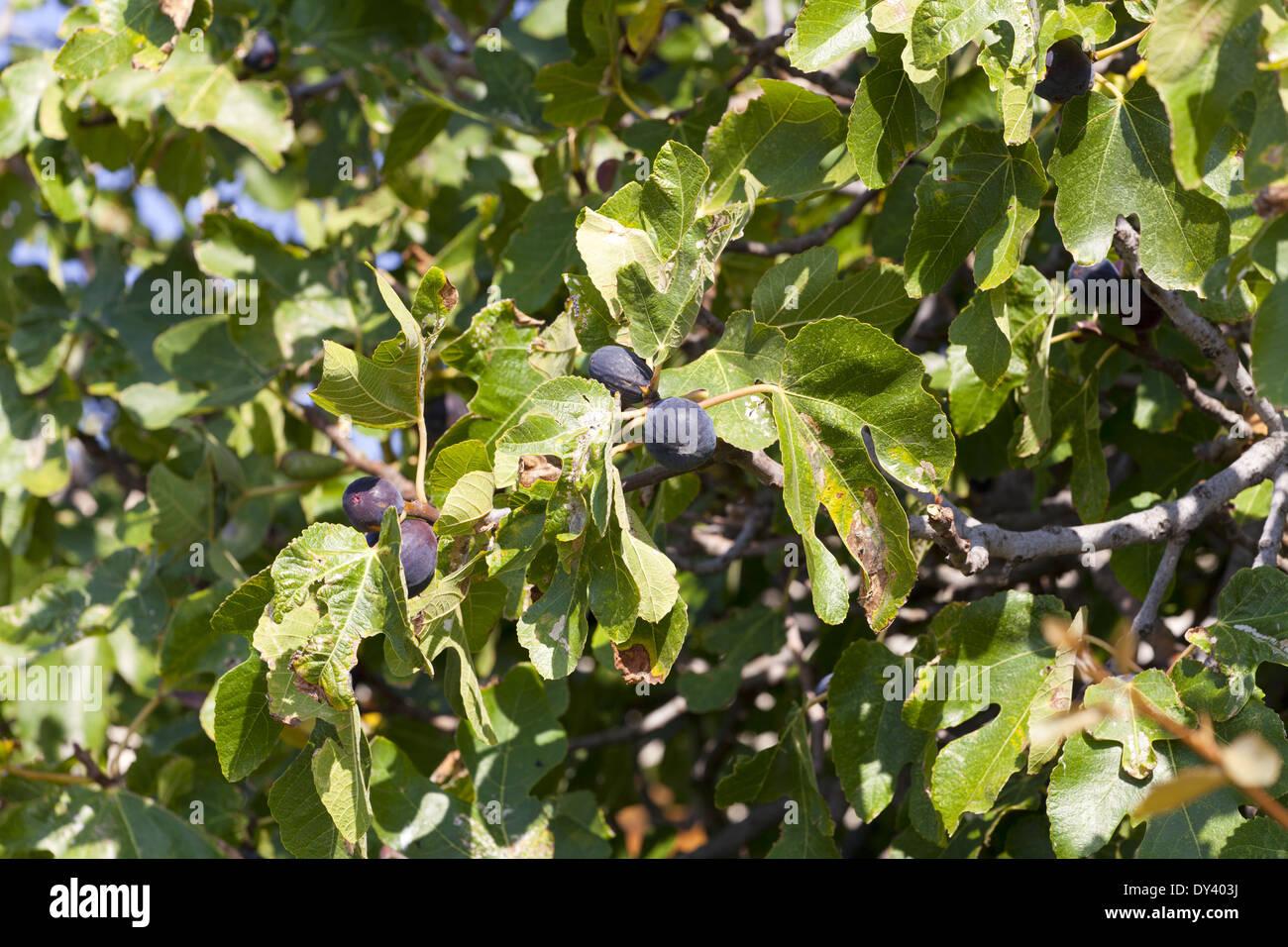 France fig tree hi-res stock photography and images - Alamy
