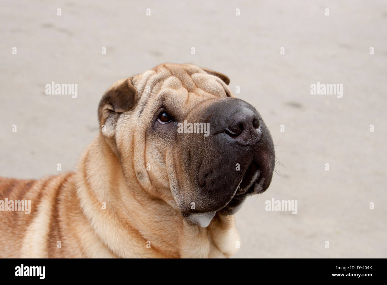 Shar pei dogs hi-res stock photography and images - Alamy