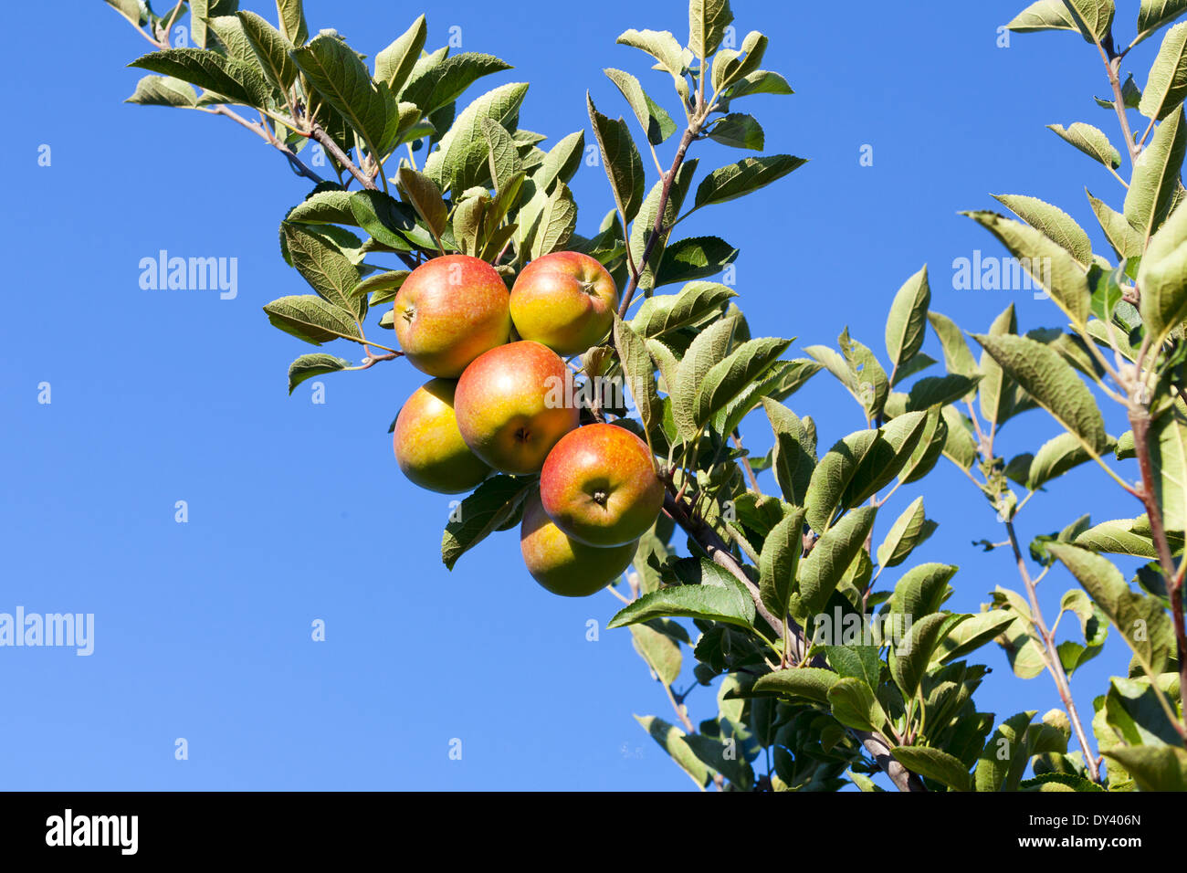Fruit orchards edible hi-res stock photography and images - Alamy