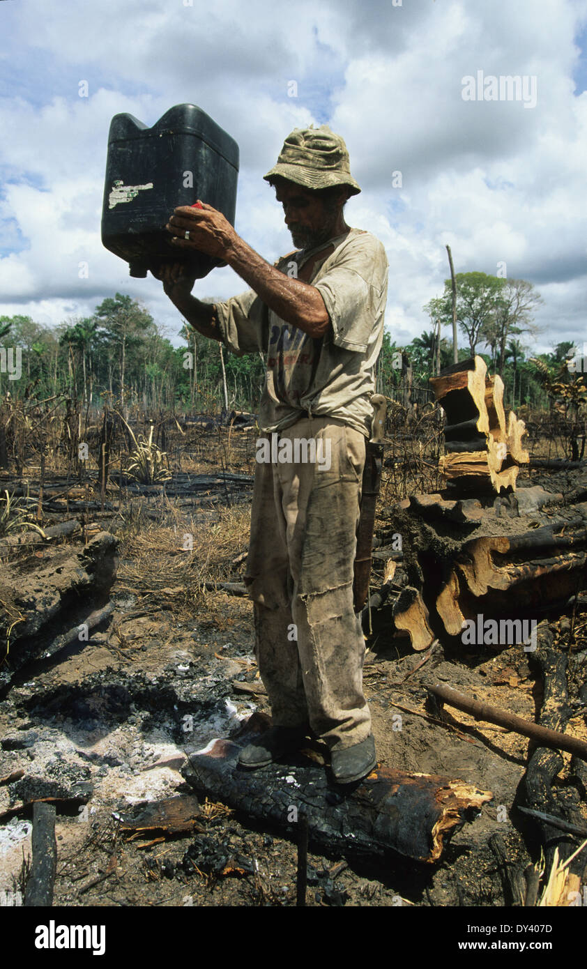 Tropical rainforest, slash and burn cultivation by local settler ...