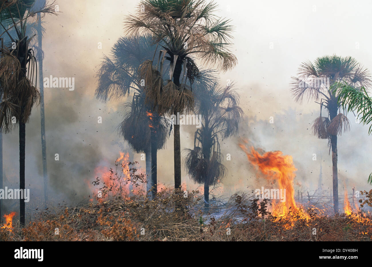 Tropical rainforest, slash and burn cultivation by local settler ...