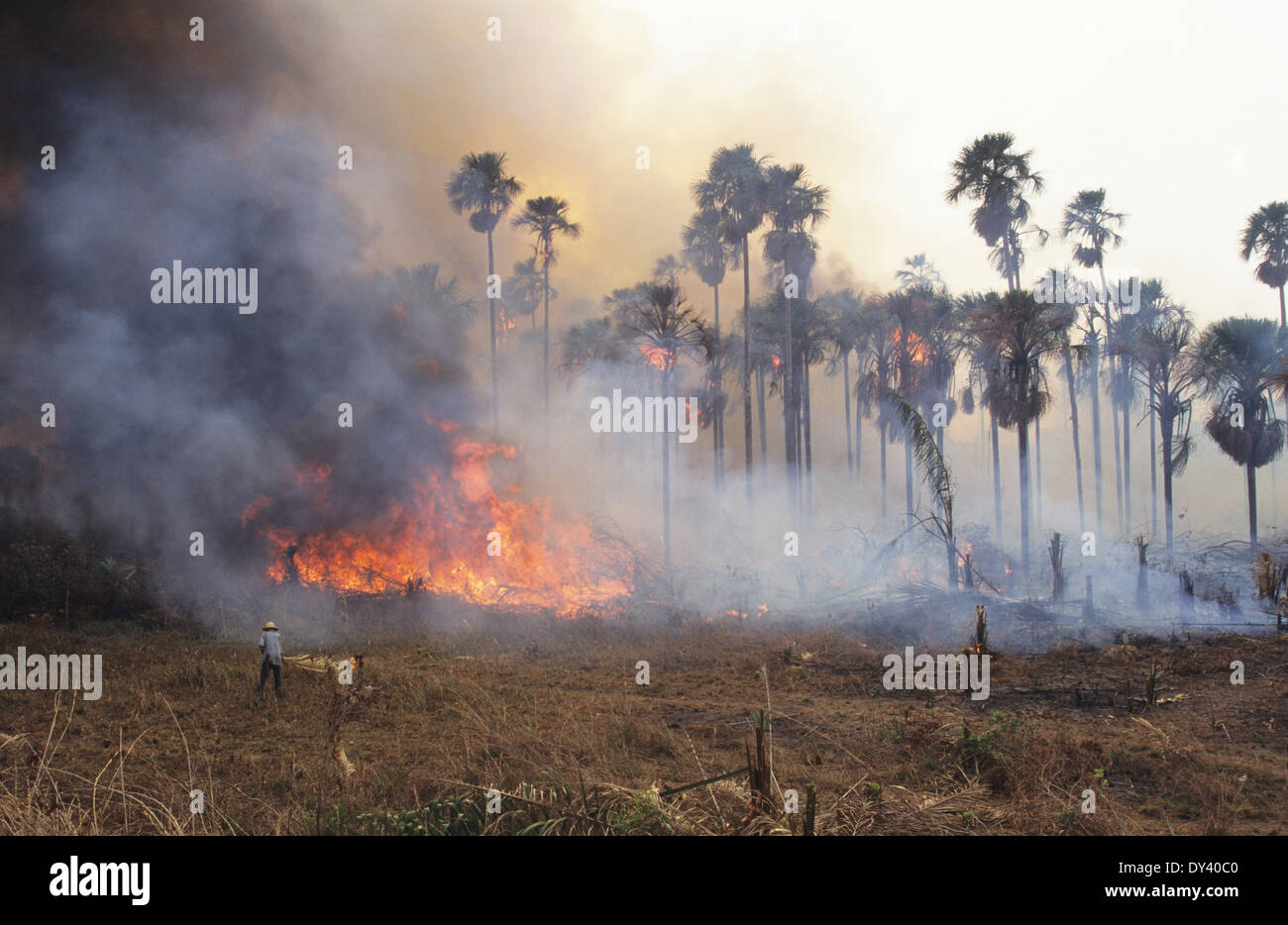 Tropical rainforest, slash and burn cultivation by local settler ...