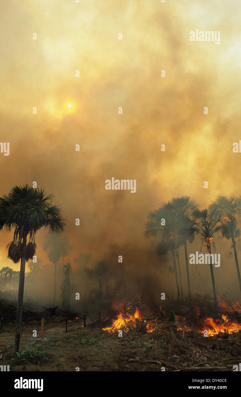 Tropical rainforest, slash and burn cultivation by local settler ...