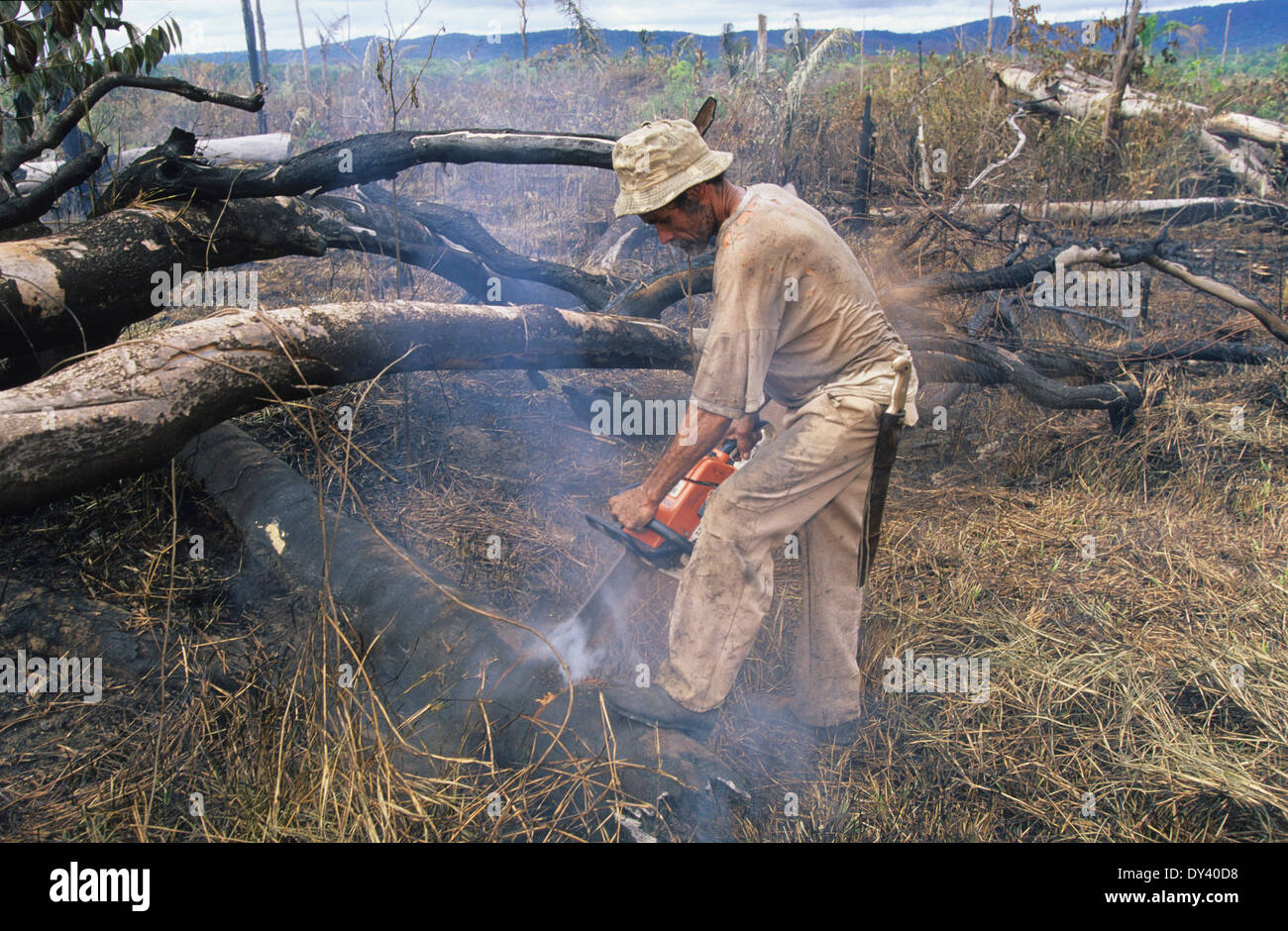 Tropical rainforest, slash and burn cultivation by local settler ...