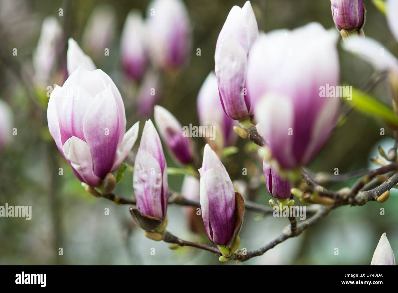 Pflanze flora hi-res stock photography and images - Alamy