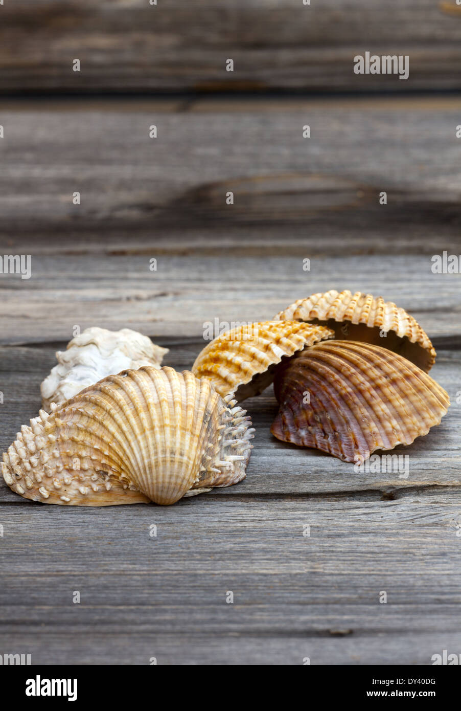 Shells from mediterranean sea hi-res stock photography and images - Alamy