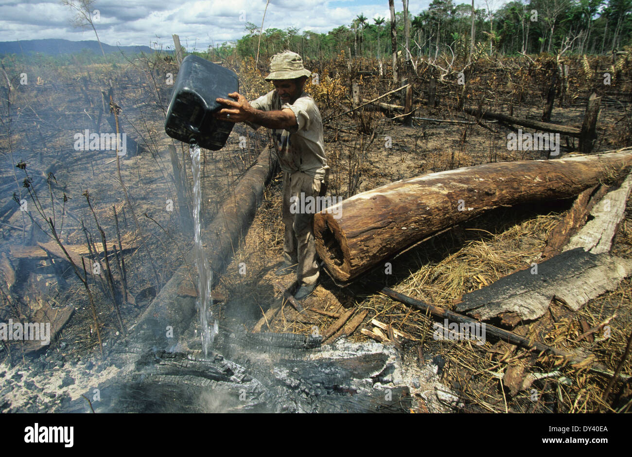 Tropical rainforest, slash and burn cultivation by local settler ...