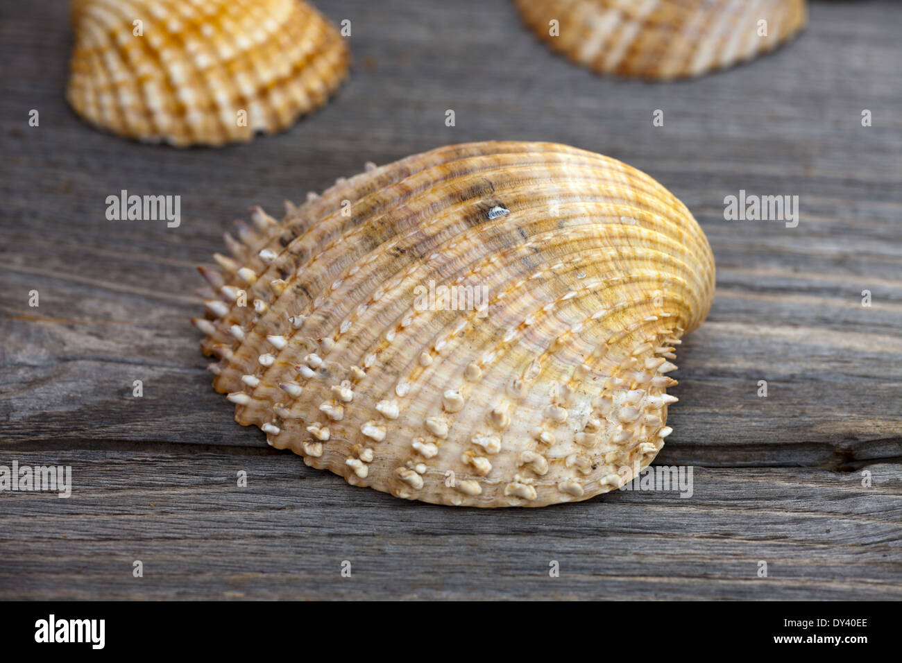 Macro shot of a spiny seashell from the Mediterranean Sea on a rustic ...