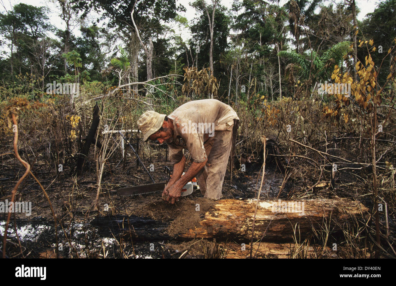 Tropical rainforest, slash and burn cultivation by local settler ...