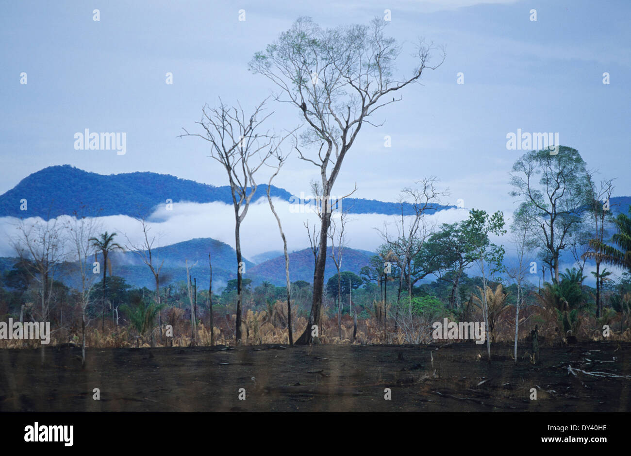 Hills, cloud and tropical rainforest, slash and burn cultivation by ...