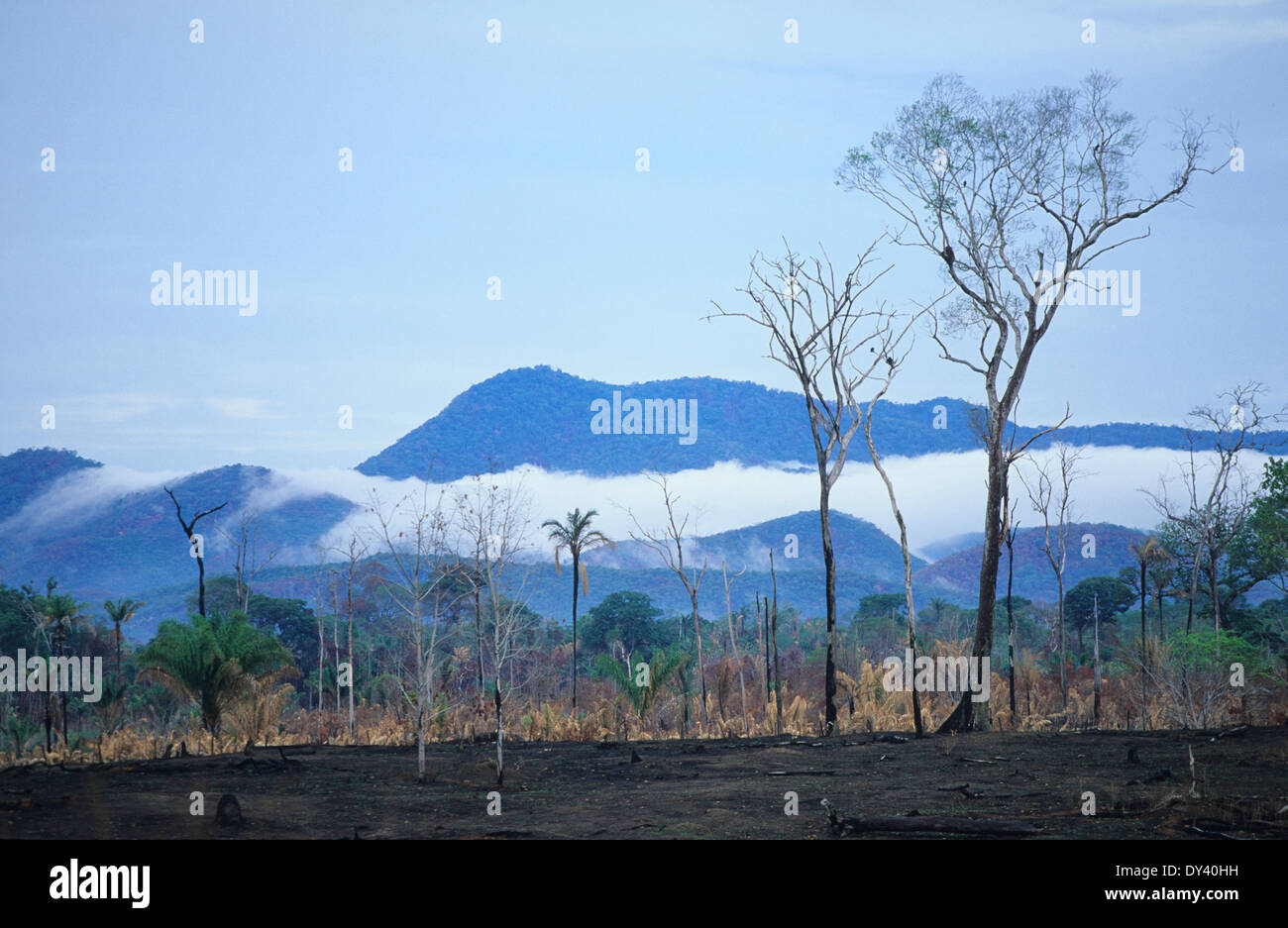 Hills, cloud and tropical rainforest, slash and burn cultivation by ...