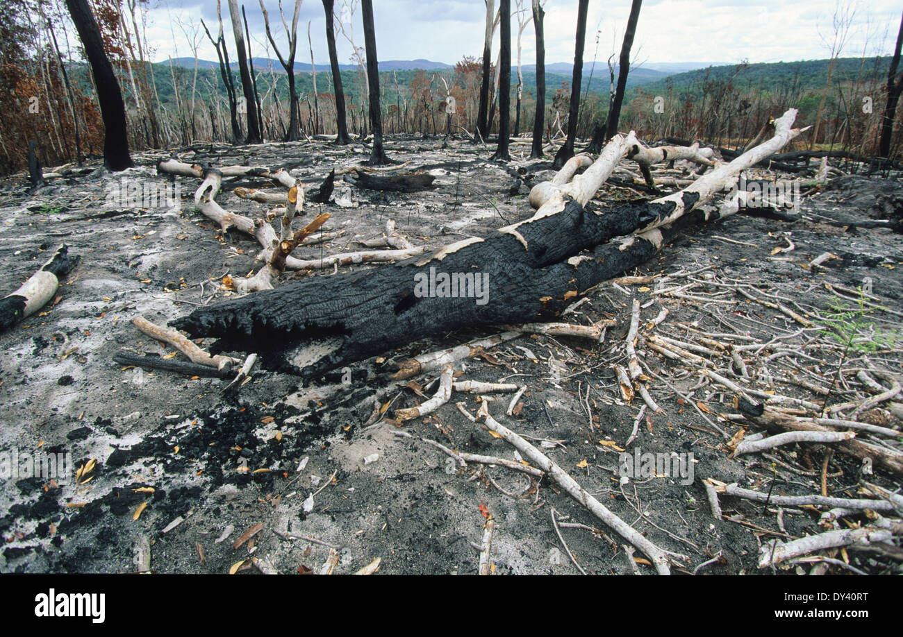 Burnt tropical rainforest, tree-stumps on fire, slash and burn ...