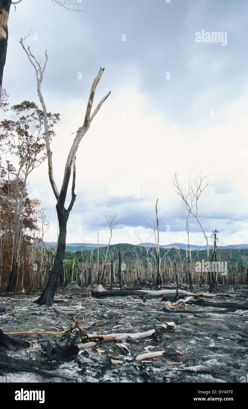 Burnt tropical rainforest, tree-stumps on fire, slash and burn ...